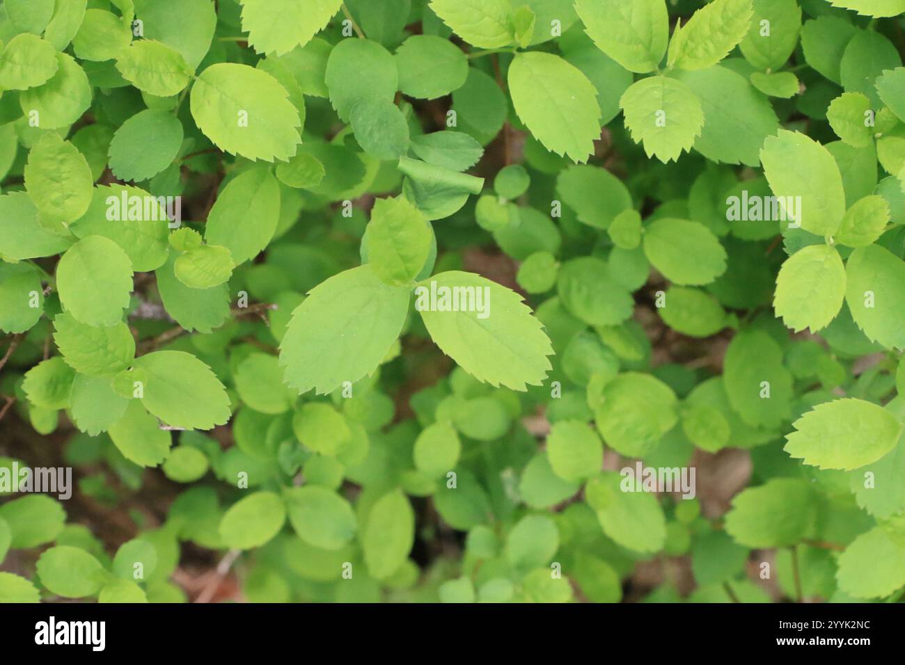 Mountain Spirea (Spiraea splendens Stock Photo - Alamy
