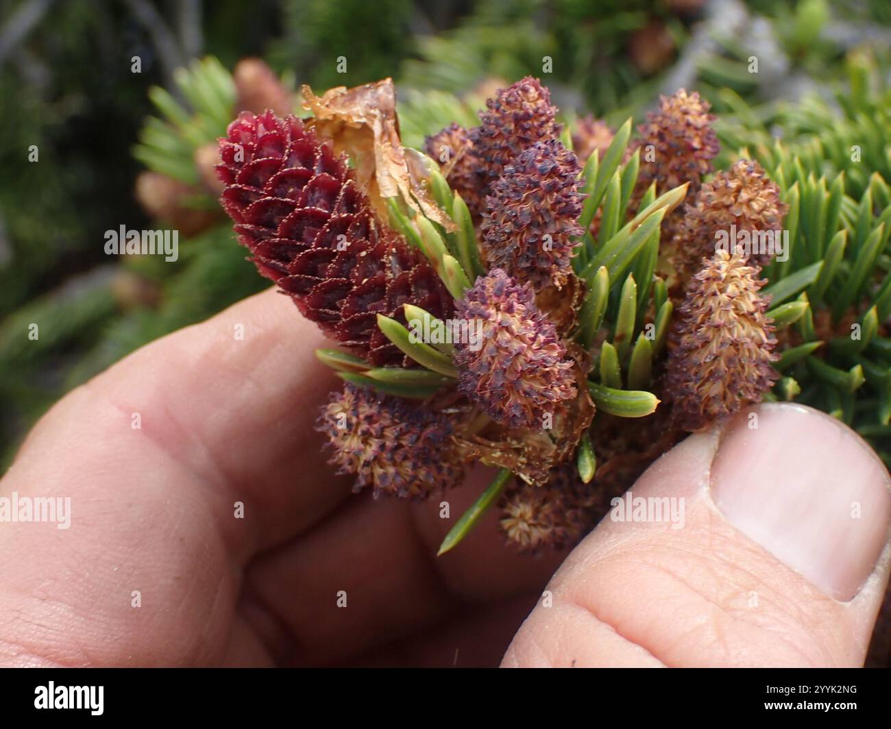 Engelmann spruce (Picea engelmannii Stock Photo - Alamy