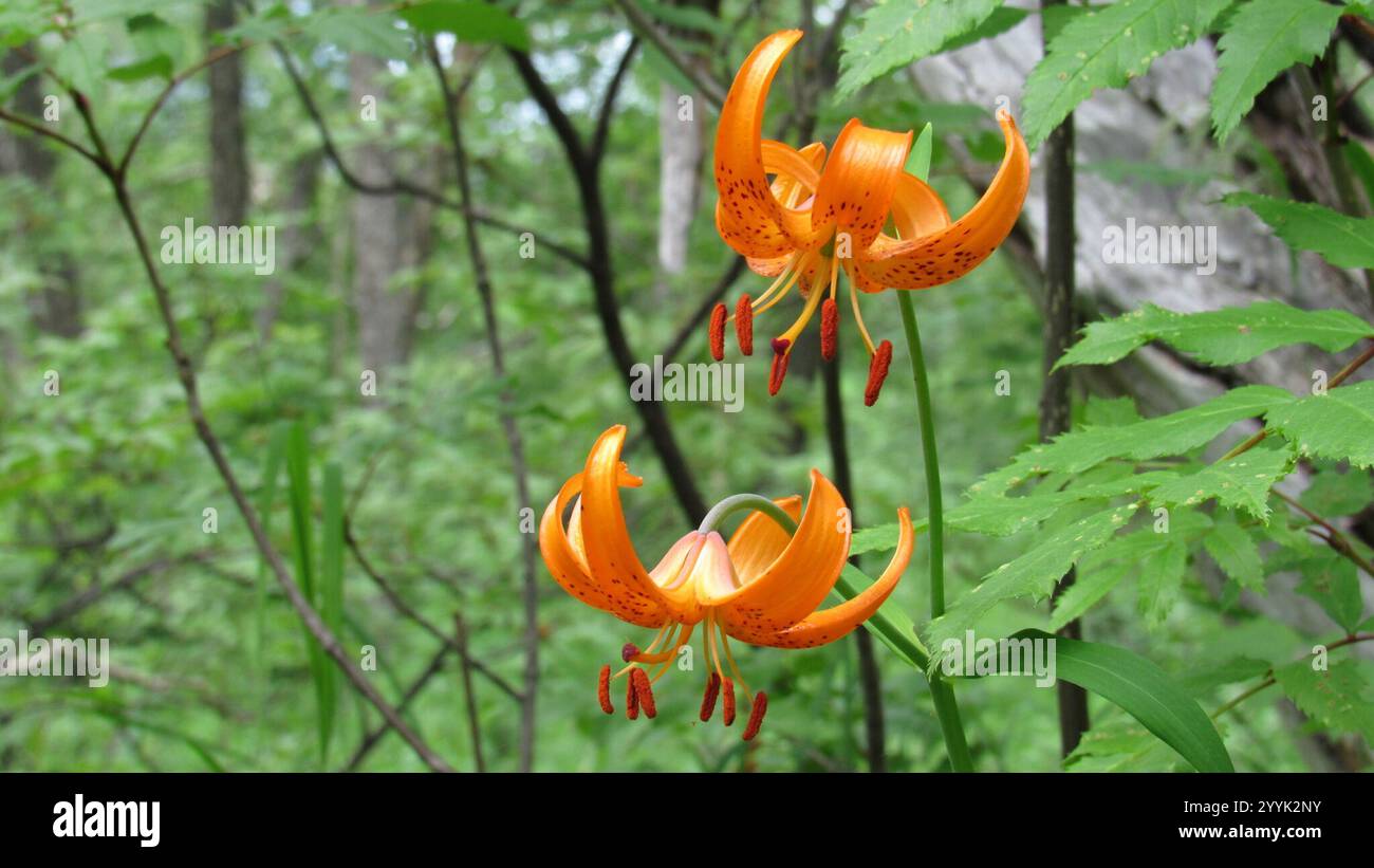 Slender lily (Lilium debile Stock Photo - Alamy