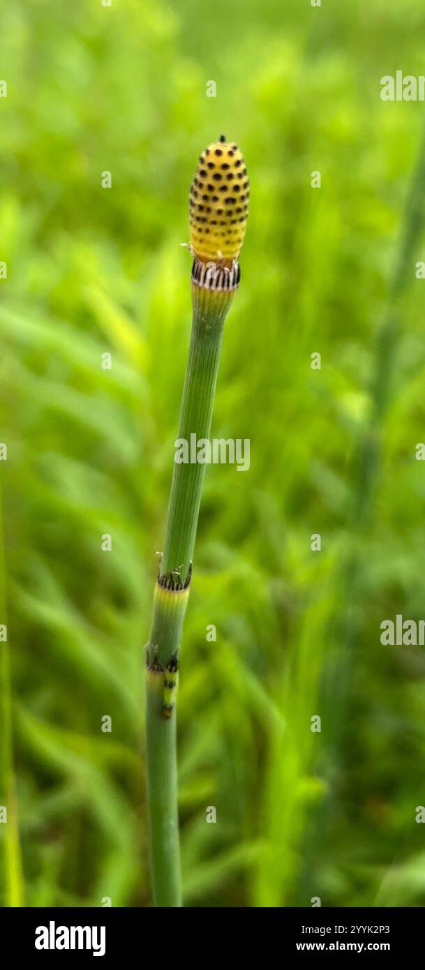 smooth horsetail (Equisetum laevigatum Stock Photo - Alamy