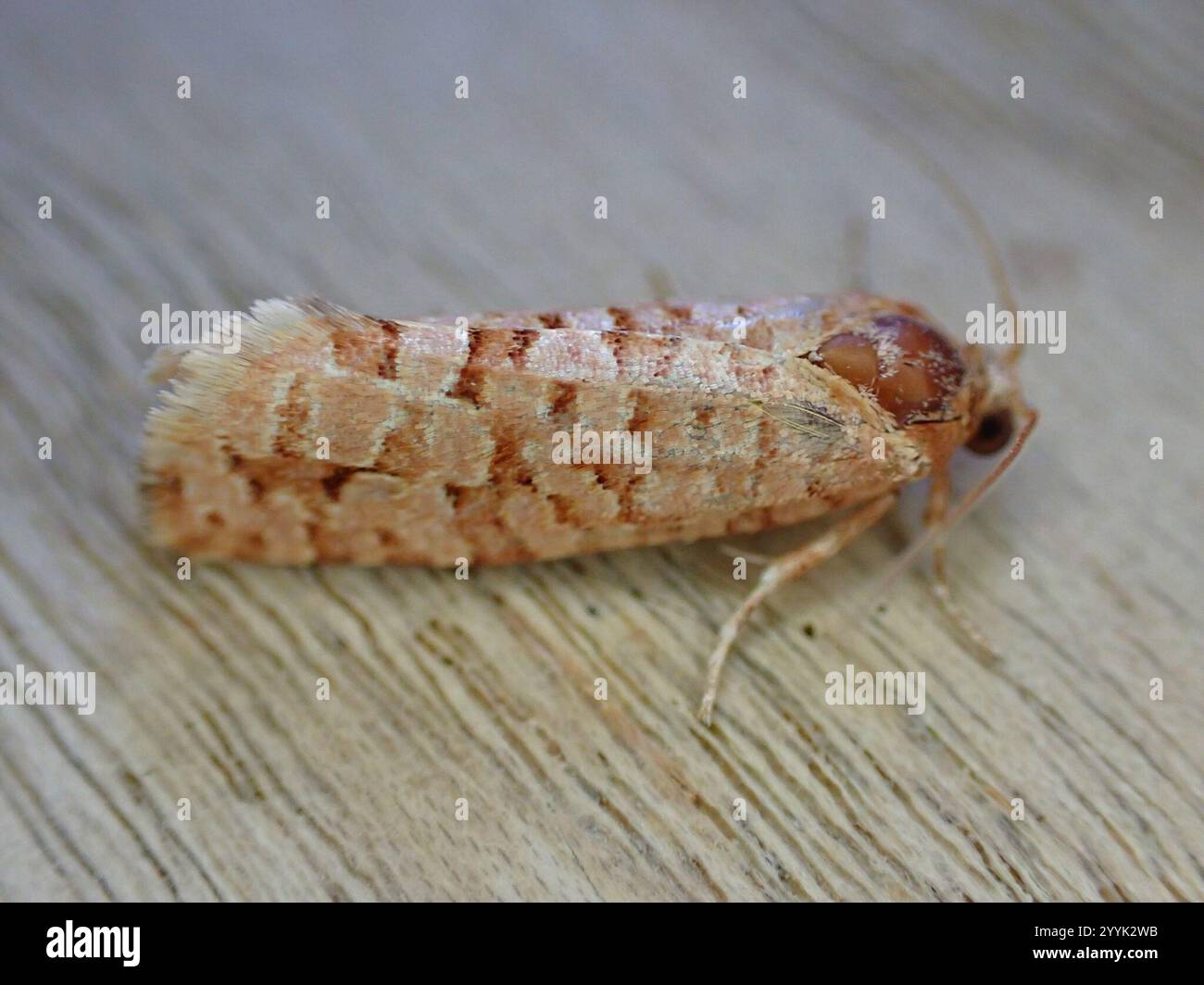 Orange Pine Tortrix (Lozotaeniodes formosana Stock Photo - Alamy