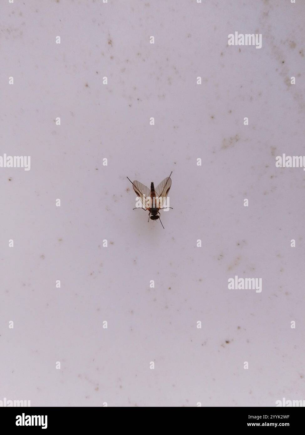 Small Fleck-winged Snipefly (Rhagio lineola Stock Photo - Alamy