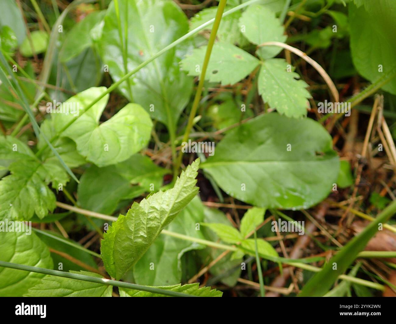 shinleaf (Pyrola elliptica Stock Photo - Alamy