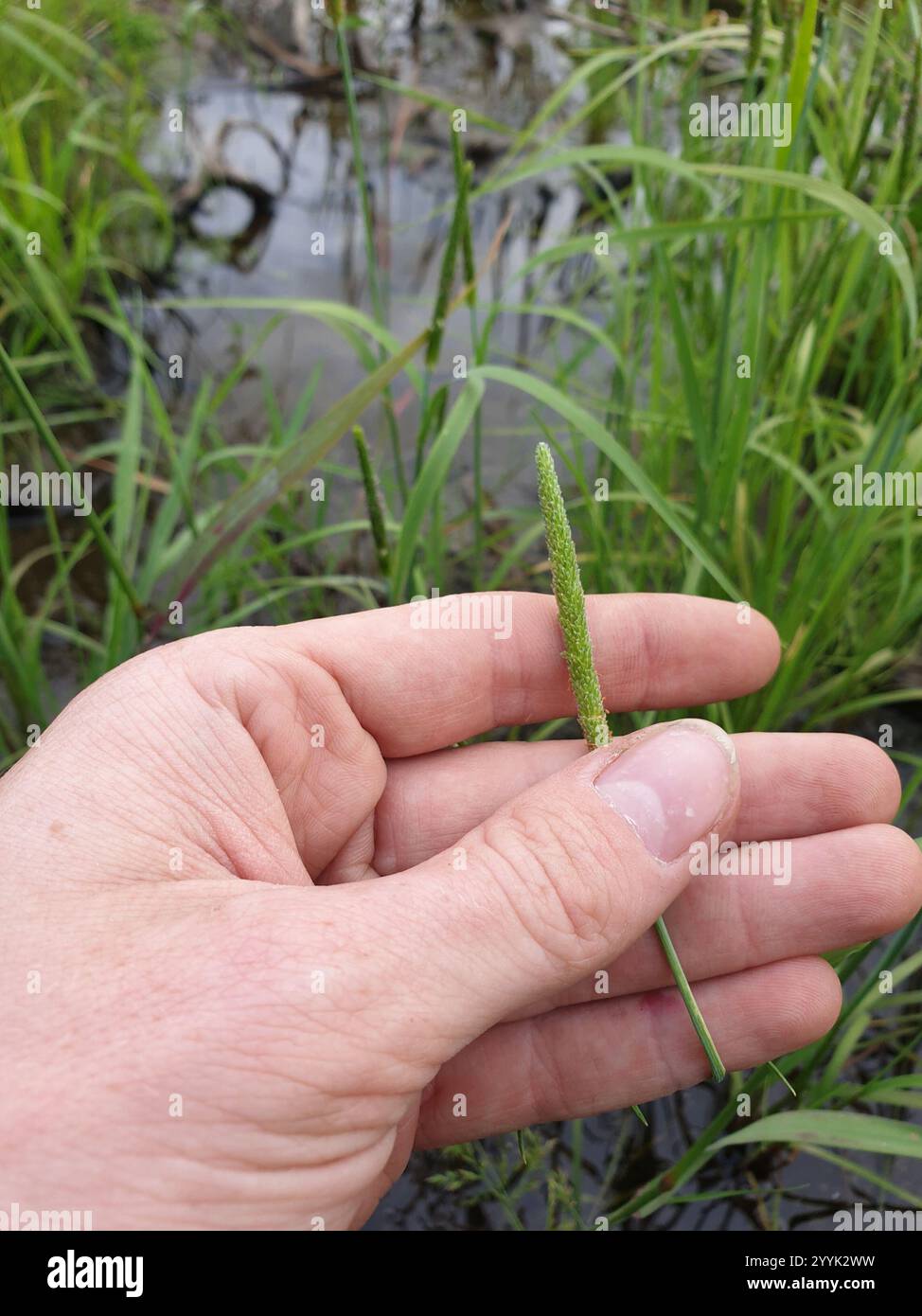 short-awn foxtail (Alopecurus aequalis Stock Photo - Alamy