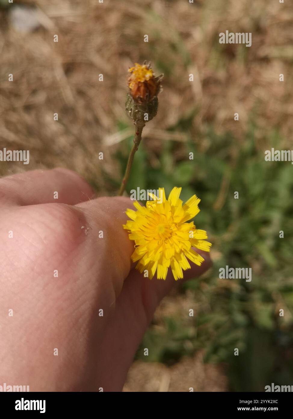Common Cat's-ear (Hypochaeris radicata Stock Photo - Alamy