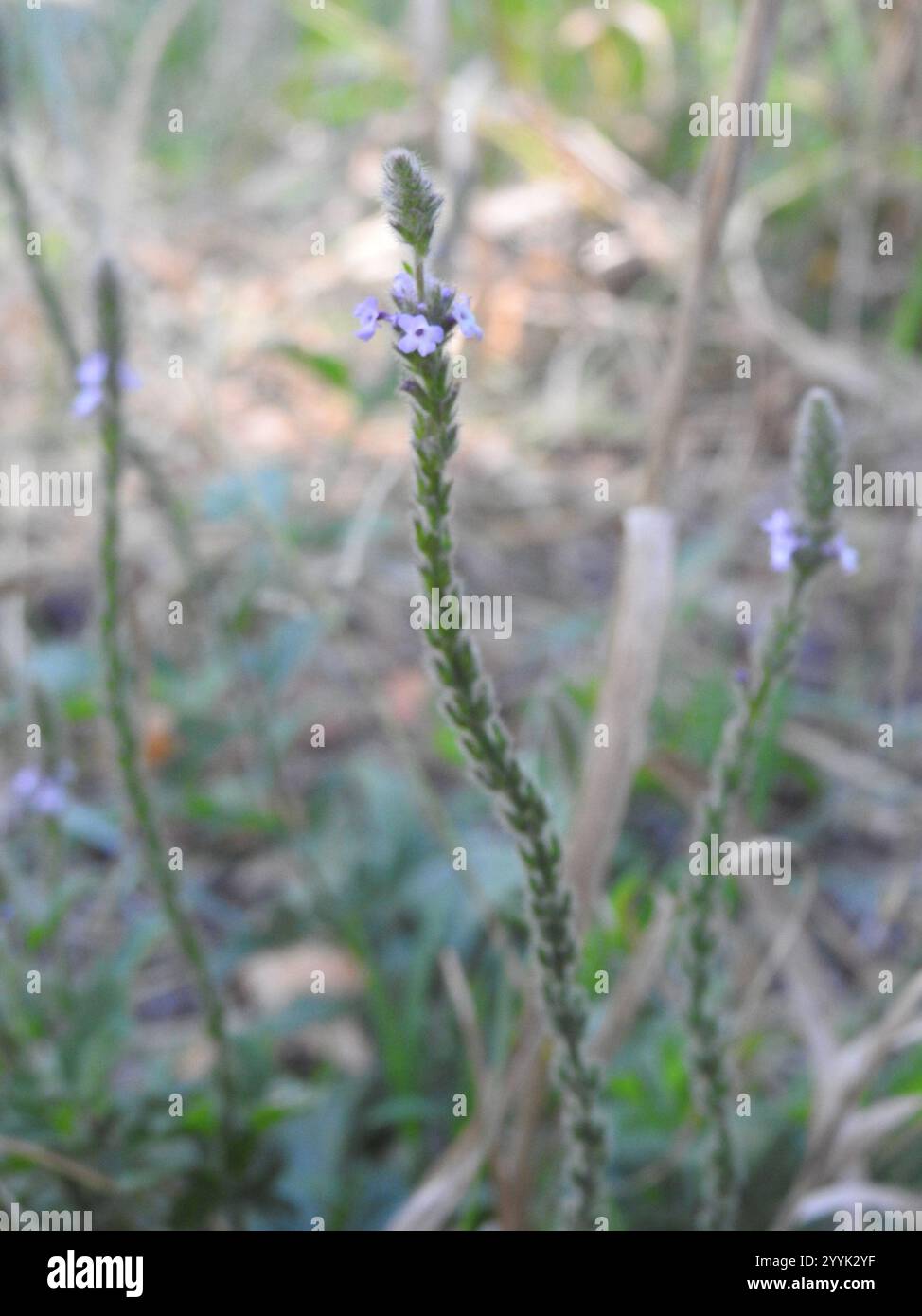 western vervain (Verbena lasiostachys Stock Photo - Alamy