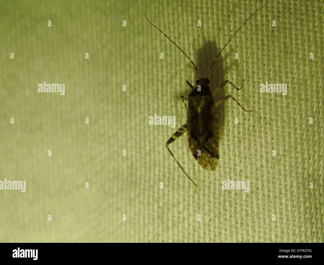 True Bugs (Heteroptera Stock Photo - Alamy