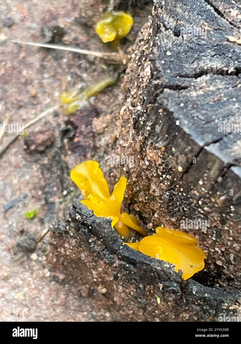 Fan-shaped Jelly Fungus (Dacrymyces spathularia Stock Photo - Alamy