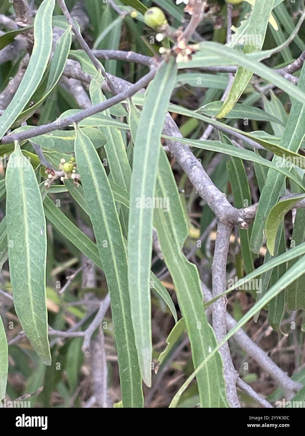 Wilga (Geijera parviflora Stock Photo - Alamy