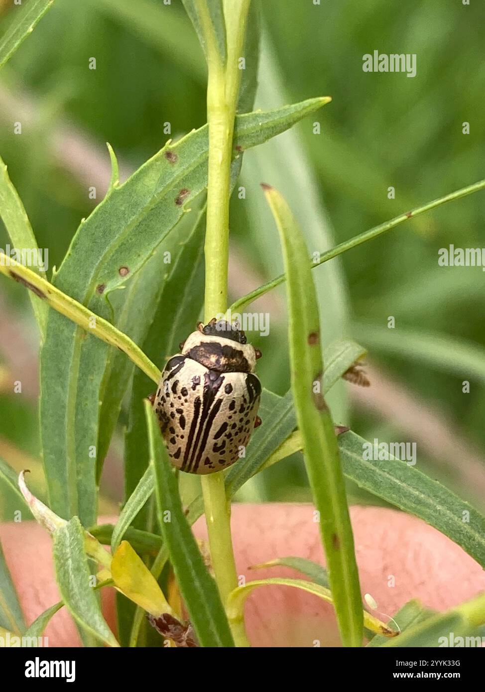 Common Willow Calligrapher Beetle (Calligrapha multipunctata Stock ...
