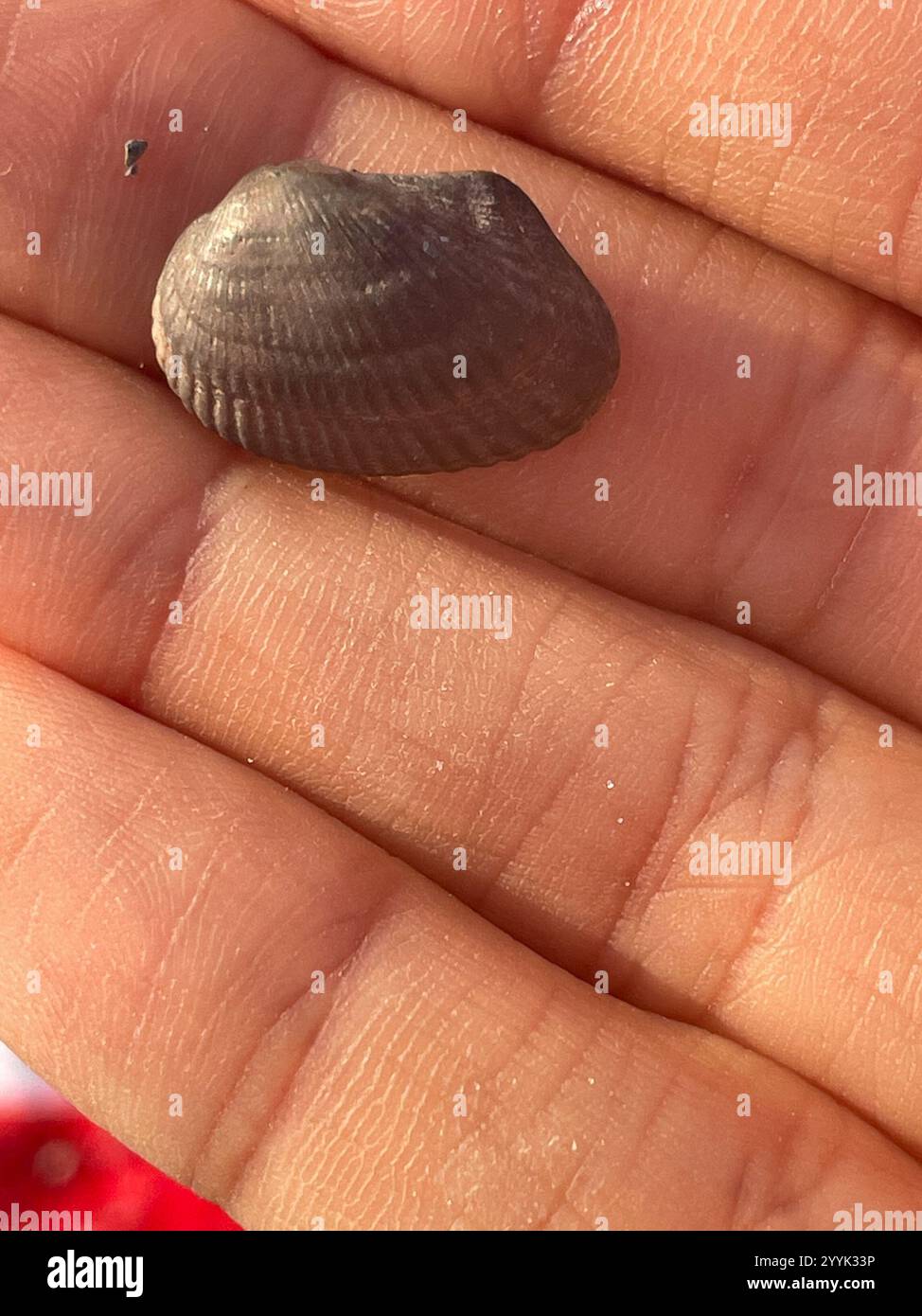 Transverse Ark (Anadara transversa Stock Photo - Alamy