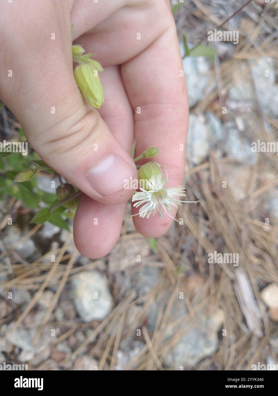 Campanulate Campion (Silene greenei Stock Photo - Alamy