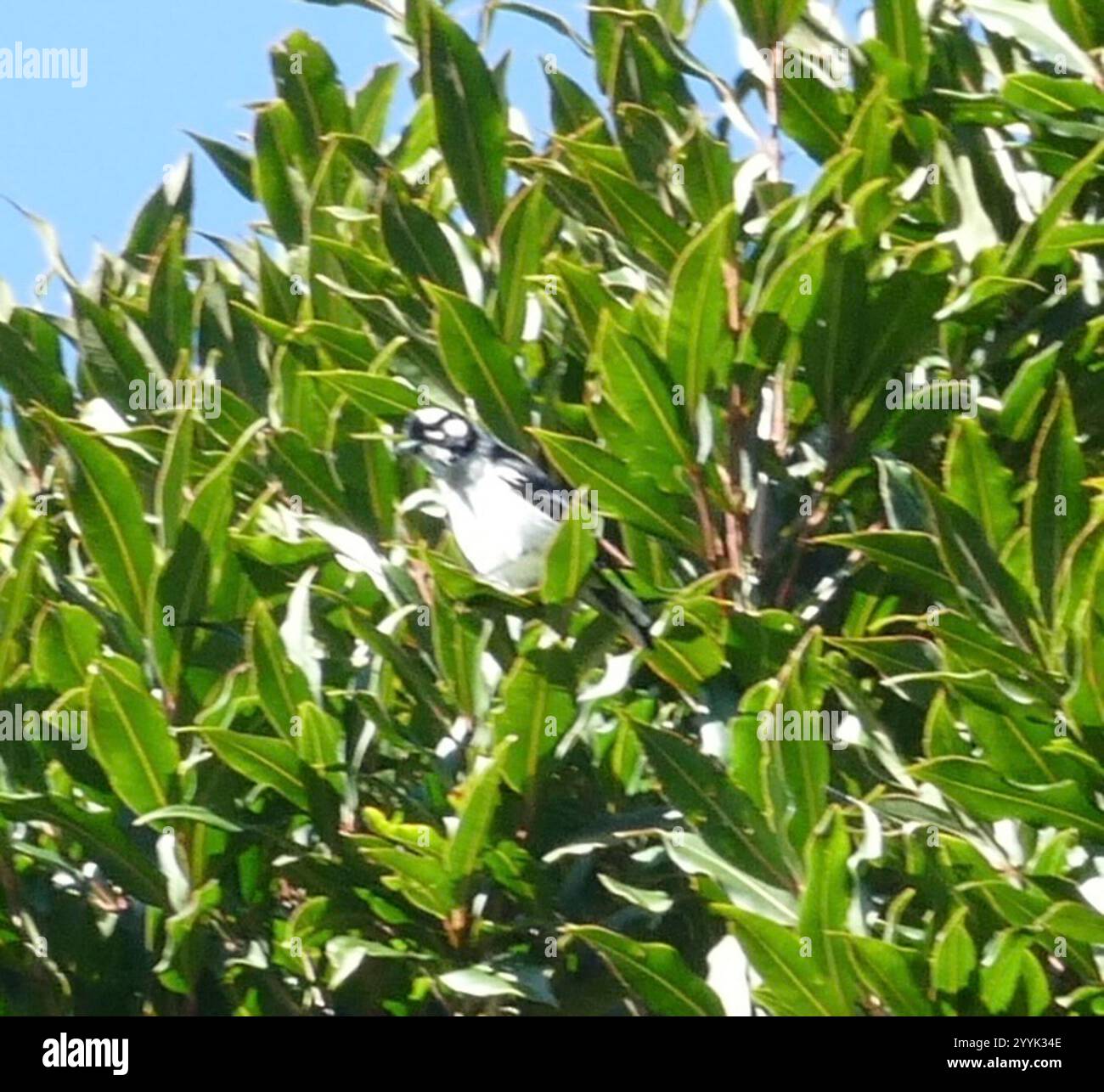 Carterornis leucotis hi-res stock photography and images - Alamy