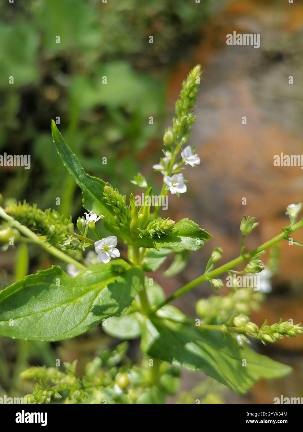 blue water-speedwell (Veronica anagallis-aquatica Stock Photo - Alamy
