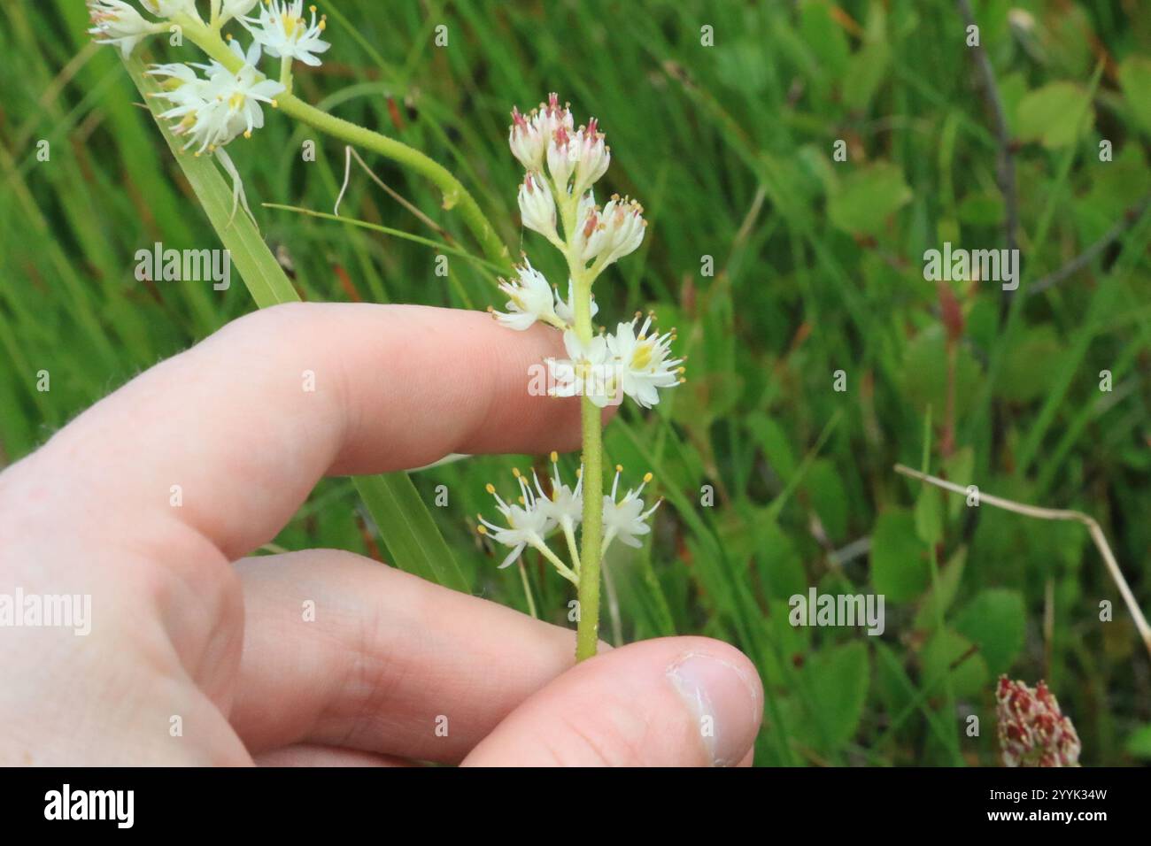 Triantha occidentalis hi-res stock photography and images - Alamy