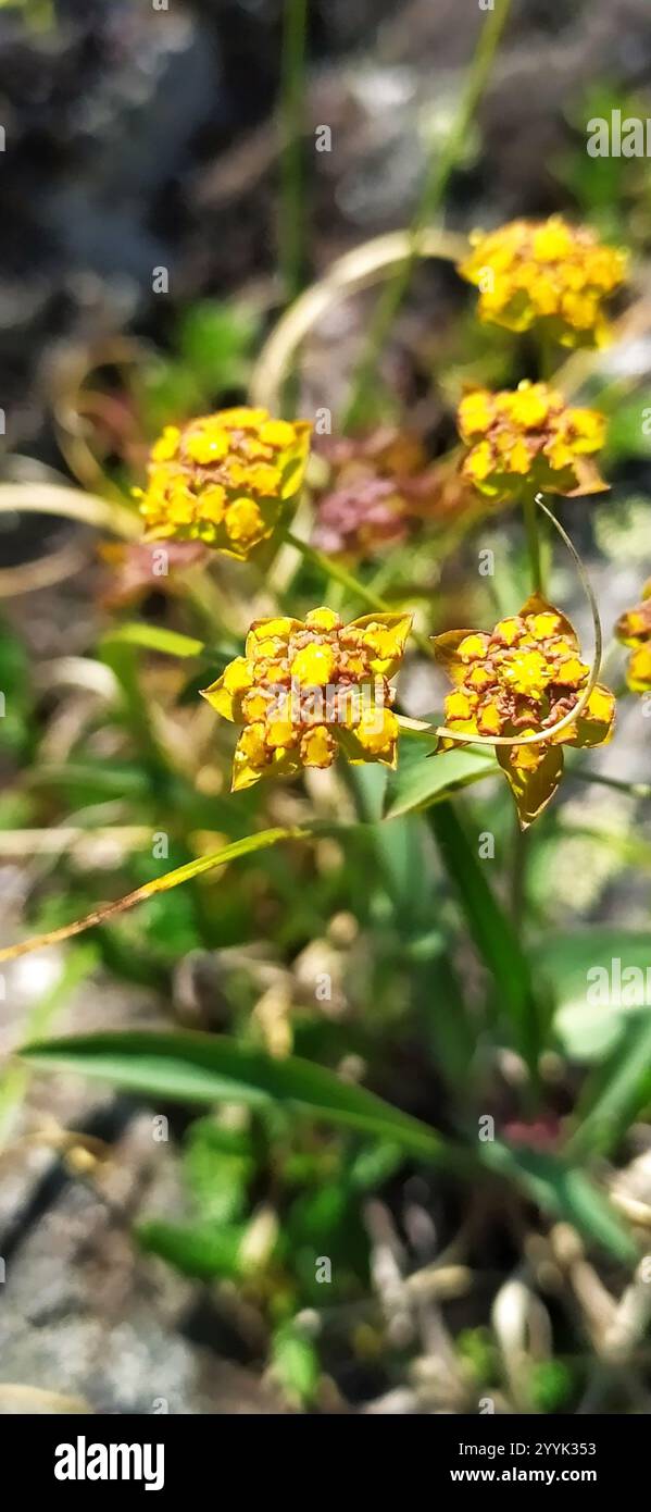 basal leaved bupleurum (Bupleurum multinerve Stock Photo - Alamy