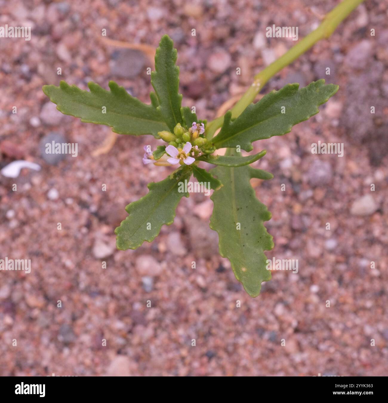 American searocket hi-res stock photography and images - Alamy