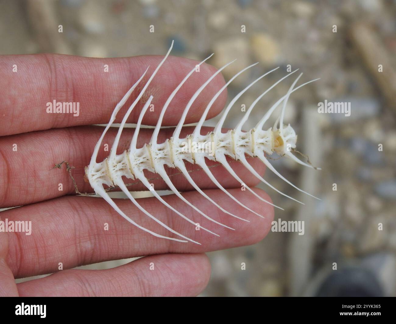 Ray-finned Fishes (Actinopterygii Stock Photo - Alamy