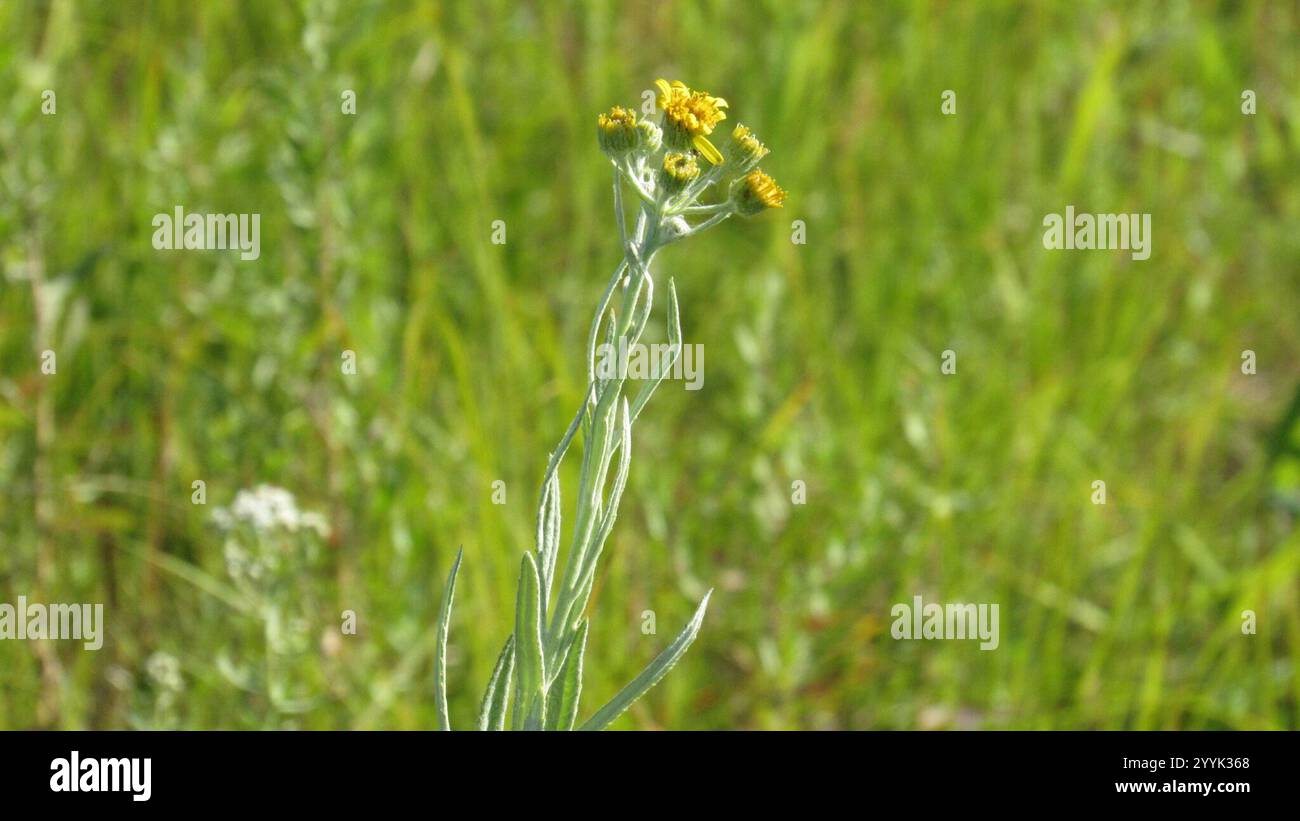 fen ragwort (Jacobaea paludosa Stock Photo - Alamy