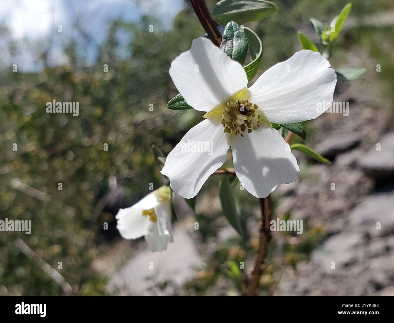littleleaf mock orange (Philadelphus microphyllus Stock Photo - Alamy