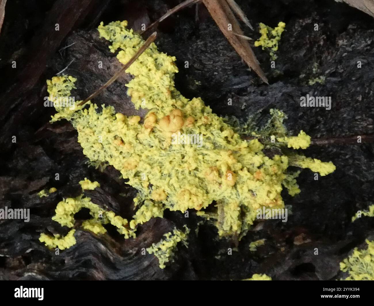 Dog Vomit Slime Mold (Fuligo septica Stock Photo - Alamy