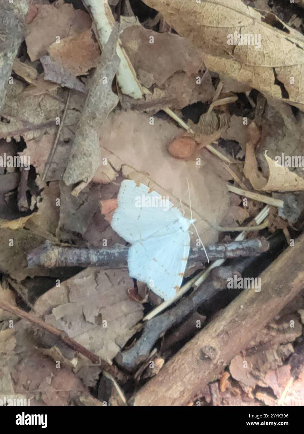 Lesser Maple Spanworm Moth (Macaria pustularia Stock Photo - Alamy