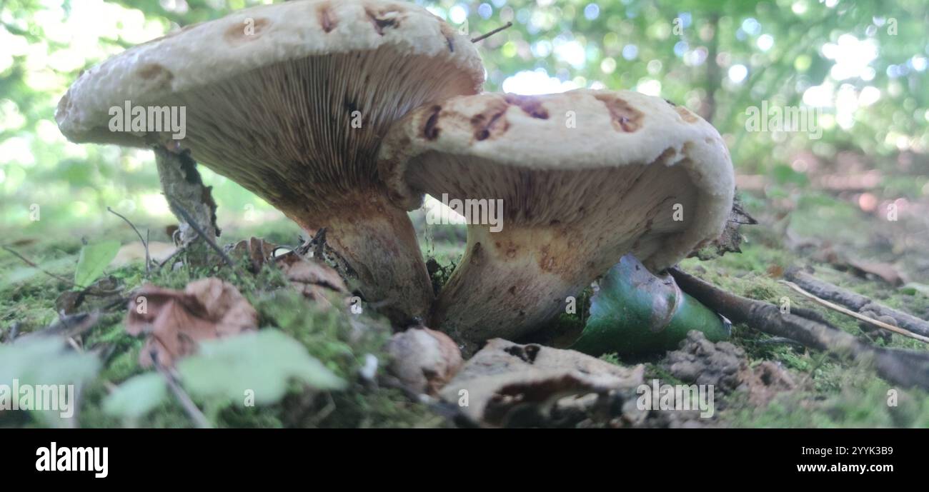 Blushing Milkcap (Lactarius controversus Stock Photo - Alamy