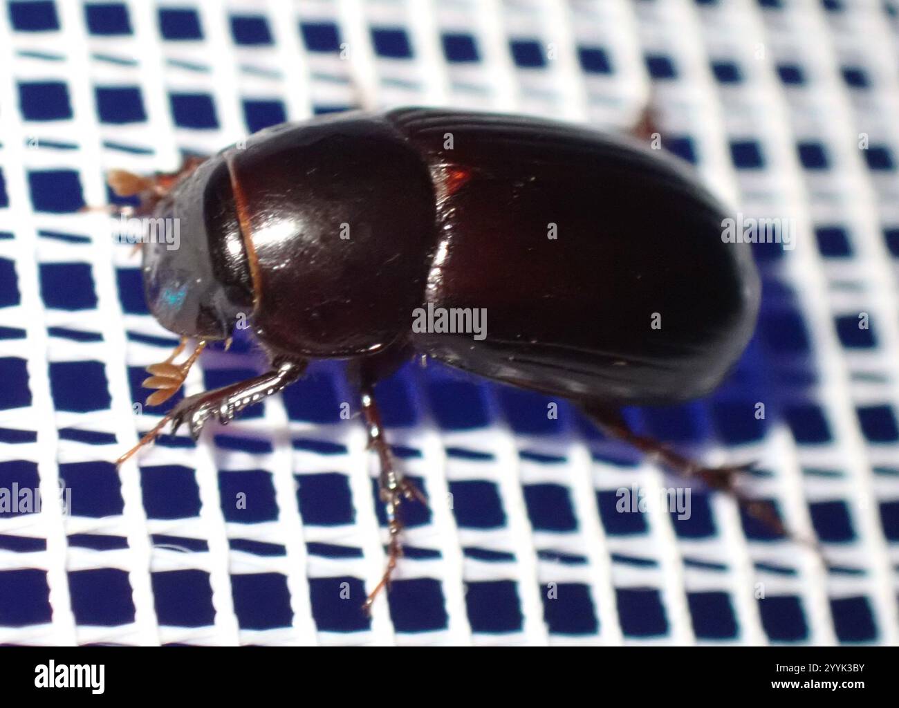 Night-flying Dung Beetle (Acrossus rufipes Stock Photo - Alamy