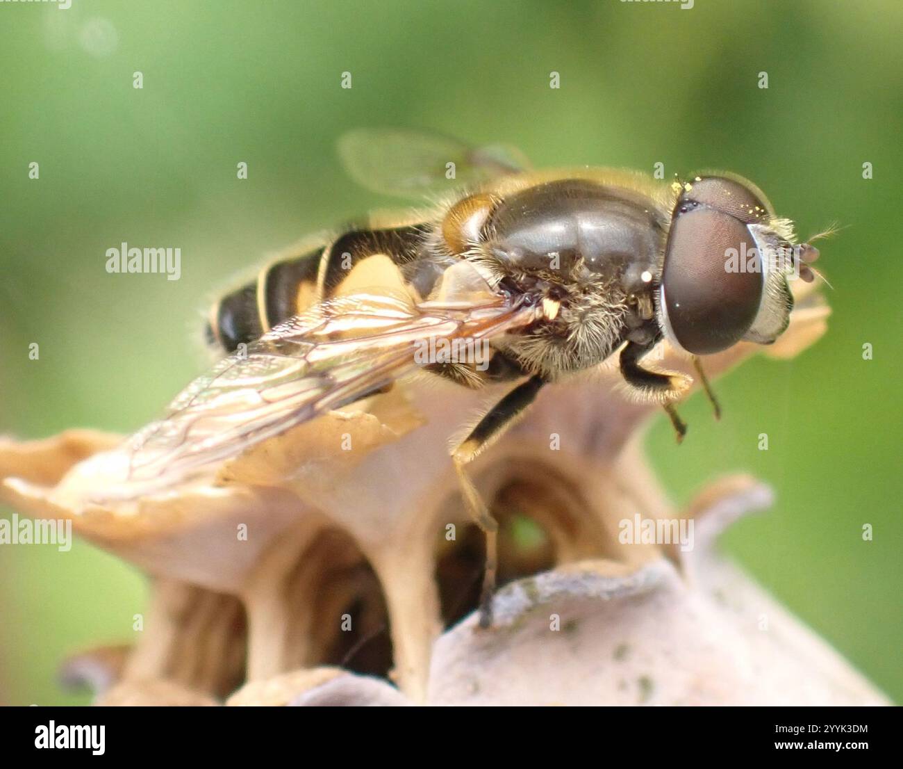 Stripe-winged Drone Fly (Eristalis horticola Stock Photo - Alamy