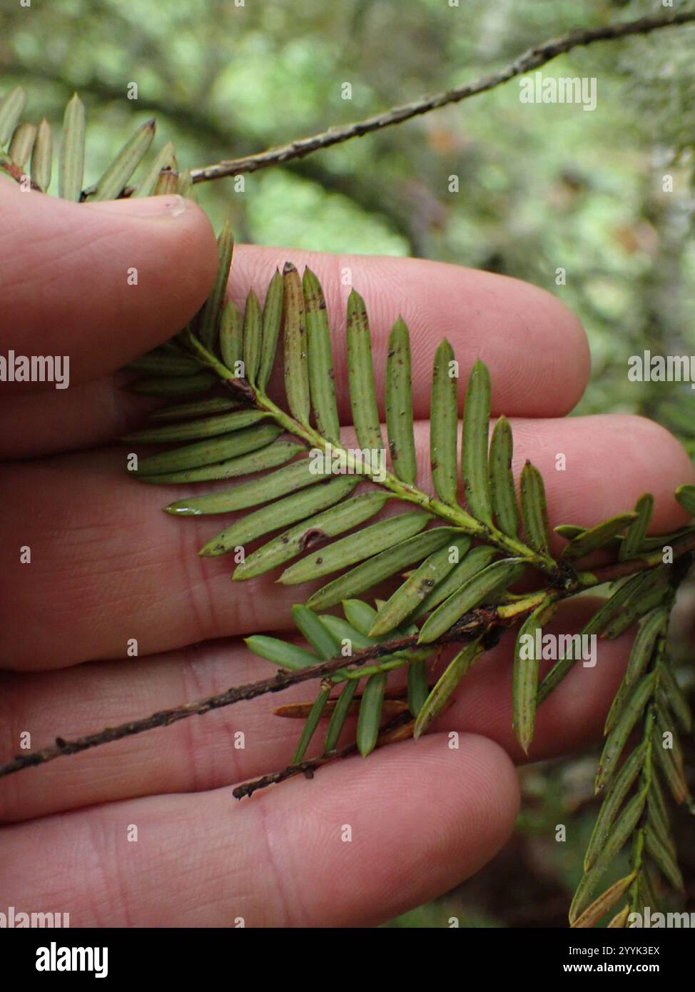 Pacific yew (Taxus brevifolia Stock Photo - Alamy