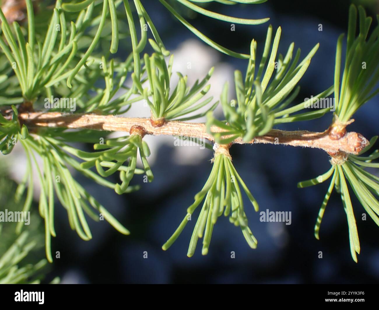 subalpine larch (Larix lyallii Stock Photo - Alamy