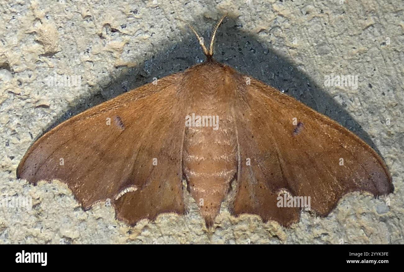 Scalloped Sack-bearer Moth (Lacosoma chiridota Stock Photo - Alamy