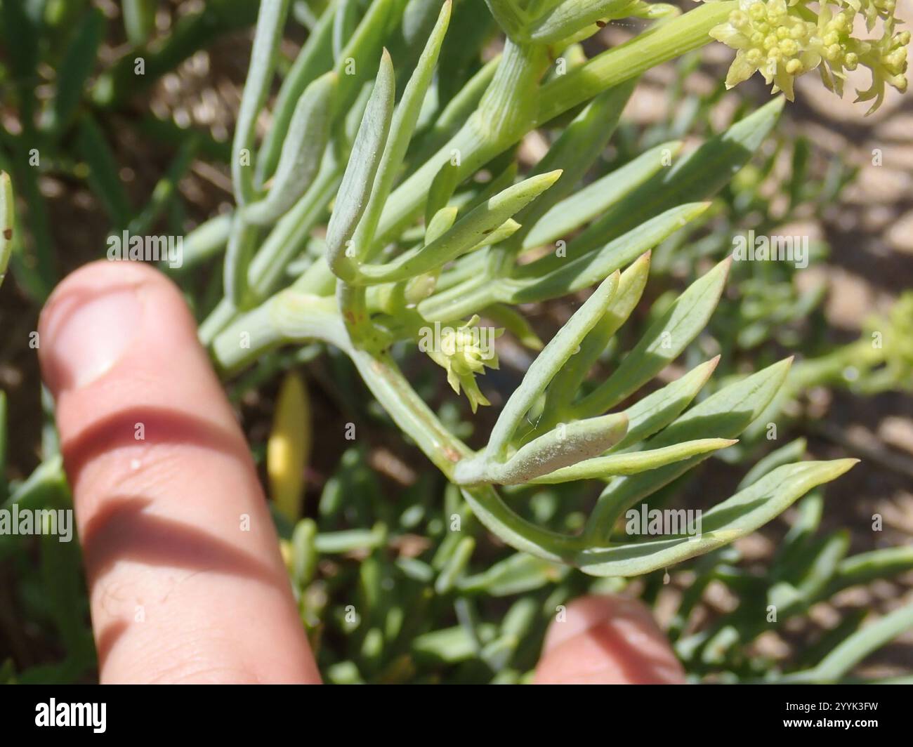 rock samphire (Crithmum maritimum Stock Photo - Alamy