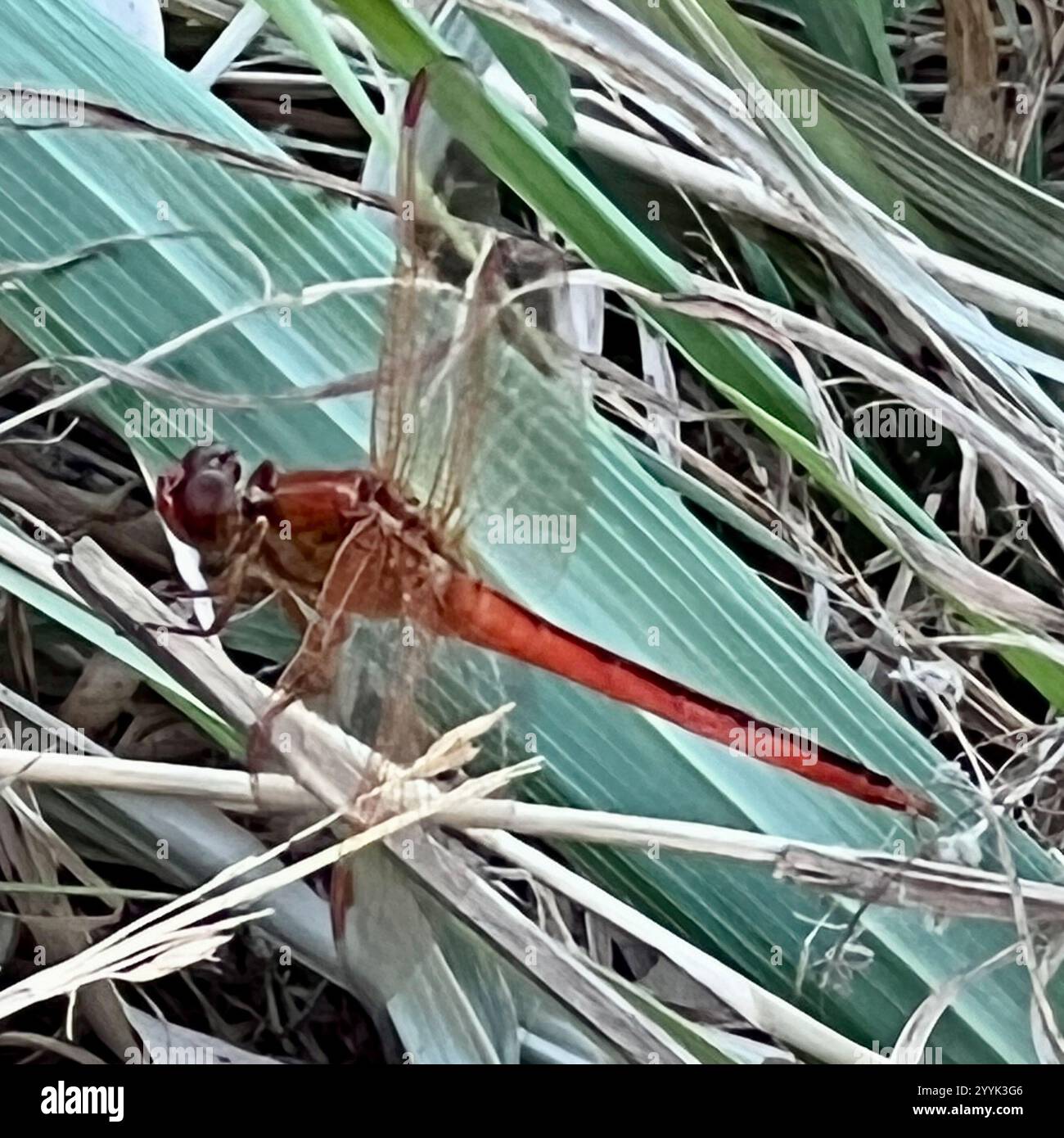 Needham's Skimmer (Libellula needhami Stock Photo - Alamy