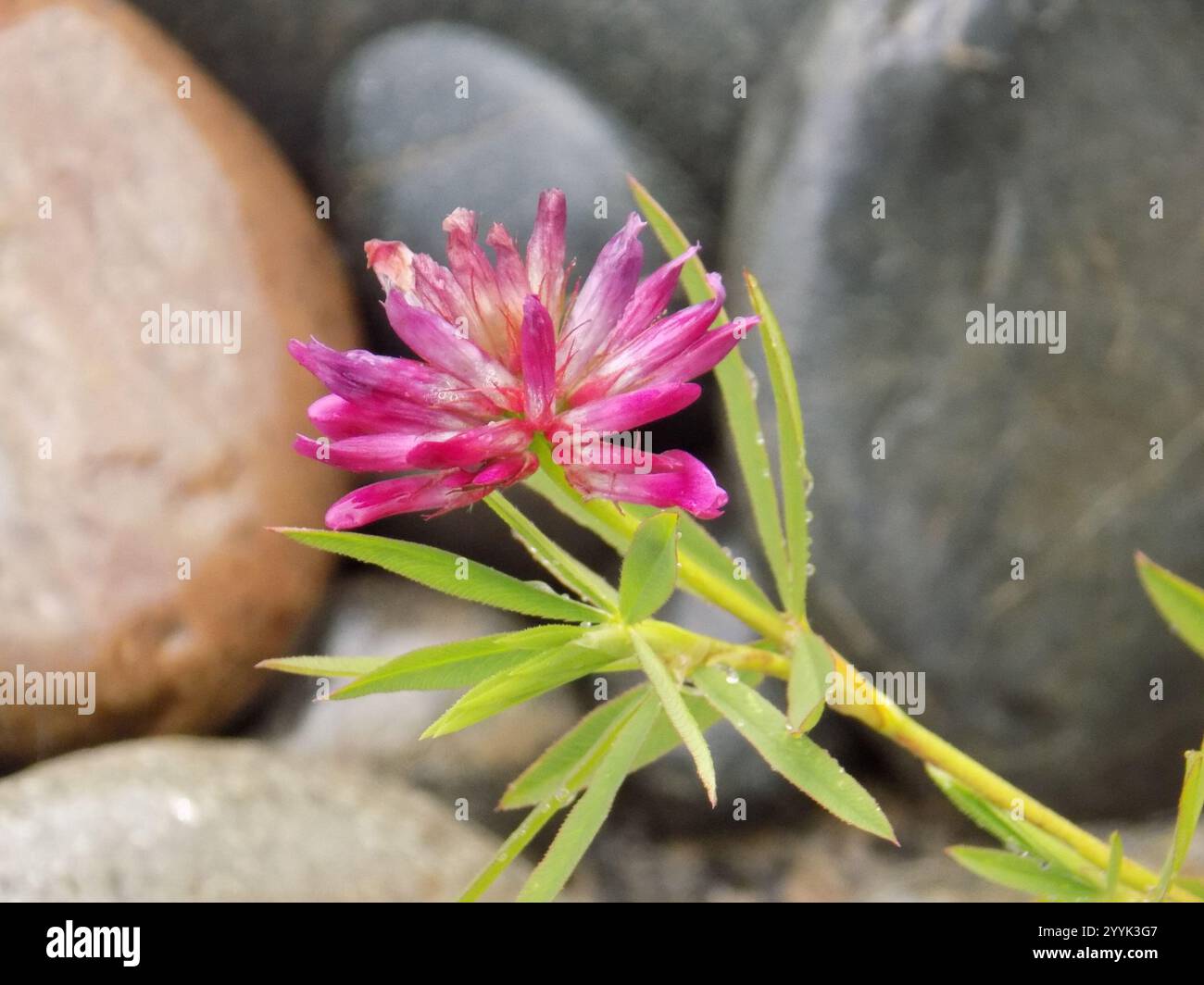 Trifolium lupinaster hi-res stock photography and images - Alamy