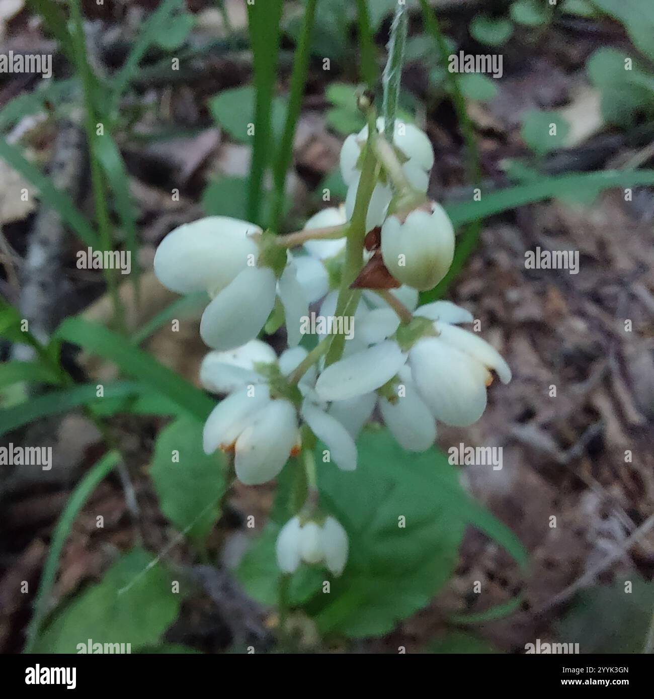 shinleaf (Pyrola elliptica Stock Photo - Alamy