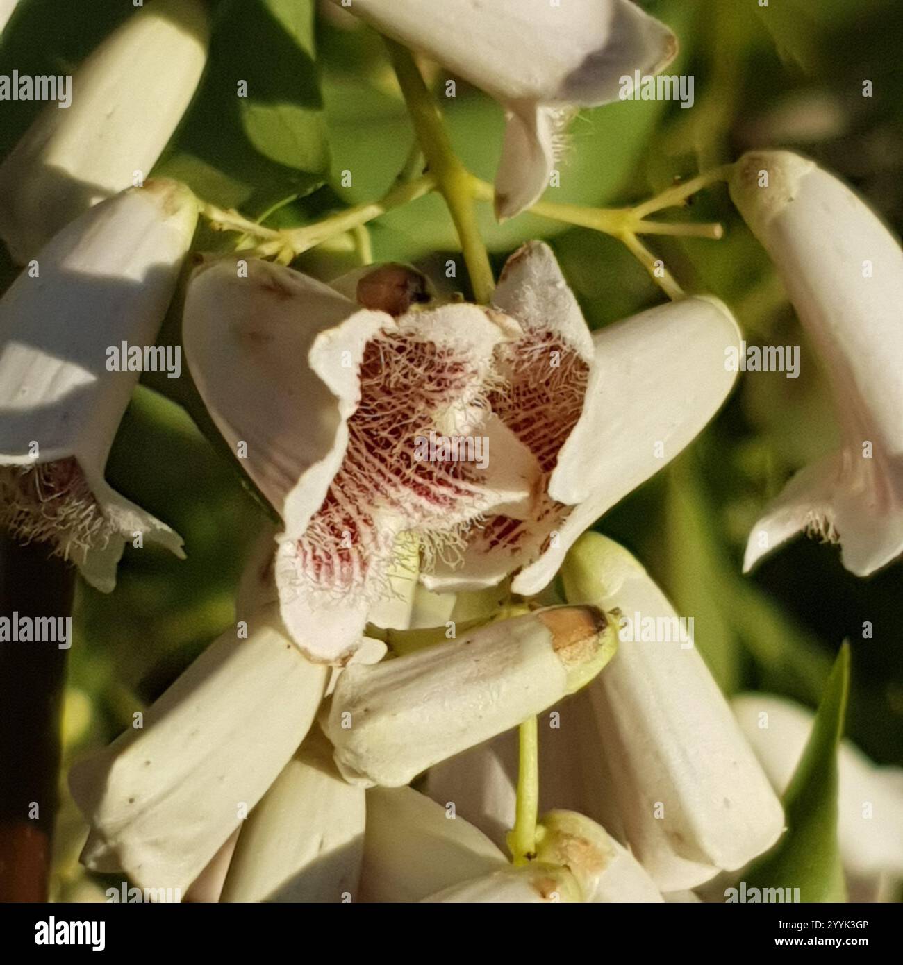 Wonga wonga vine hi-res stock photography and images - Alamy