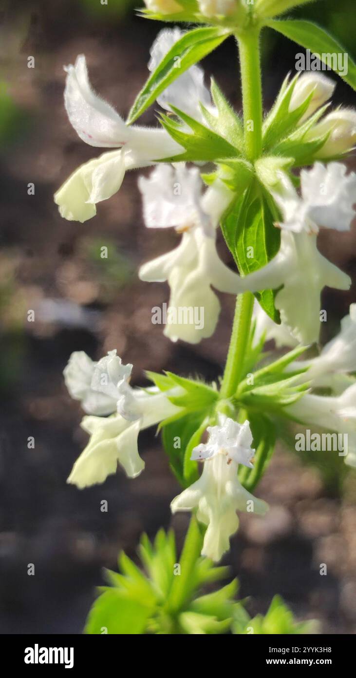 Annual Yellow-woundwort (Stachys annua Stock Photo - Alamy