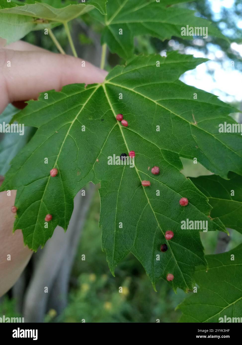 Maple Bladdergall Mite (Vasates quadripedes Stock Photo - Alamy