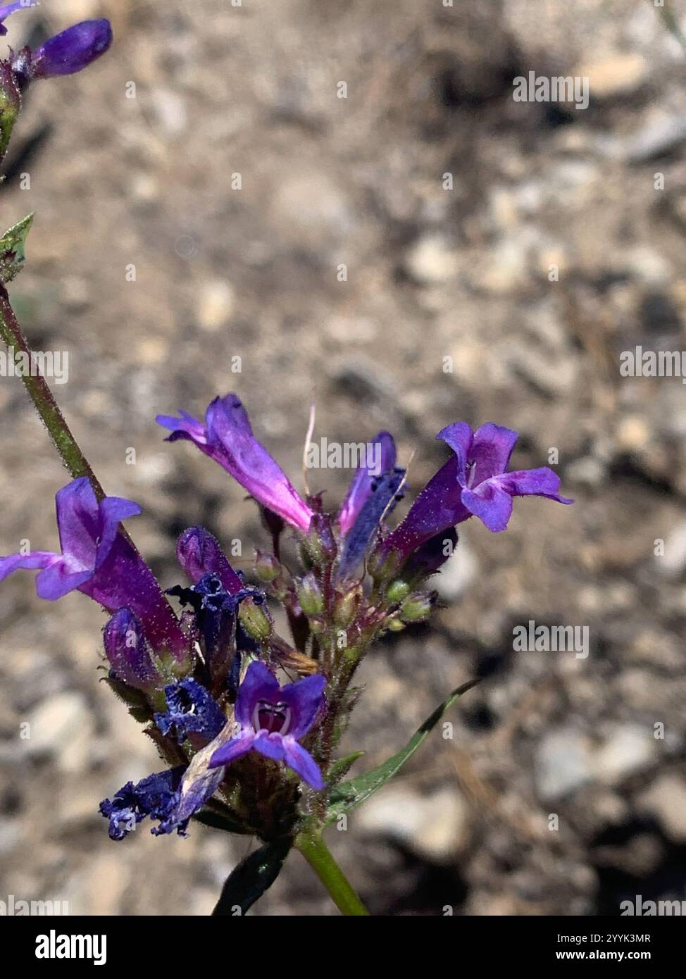 Sierra Penstemon (Penstemon heterodoxus Stock Photo - Alamy