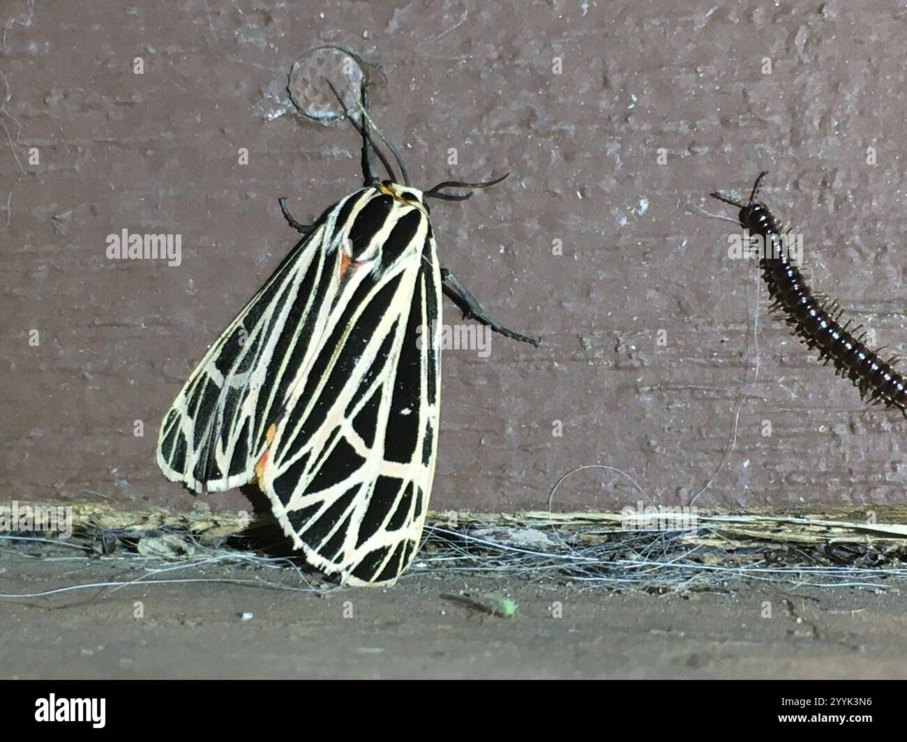 Virgin Tiger Moth (Apantesis virgo Stock Photo - Alamy