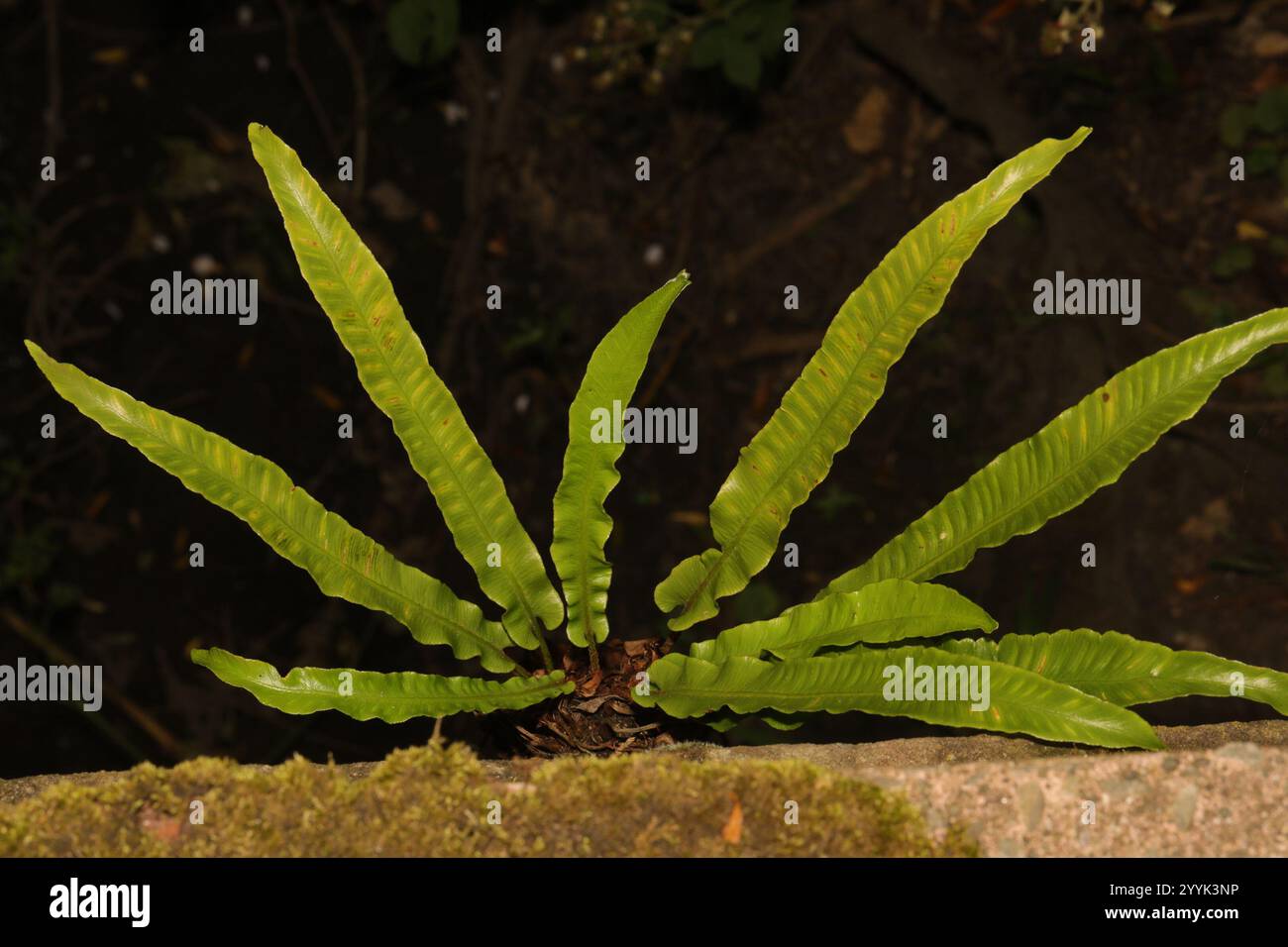 Hart's-tongue fern (Asplenium scolopendrium Stock Photo - Alamy