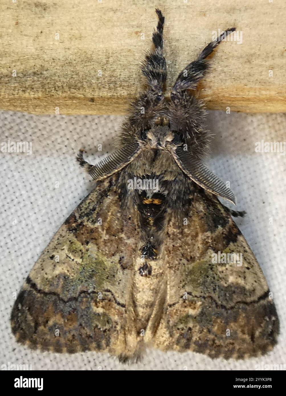 Southern Tussock Moth (Dasychira meridionalis Stock Photo - Alamy