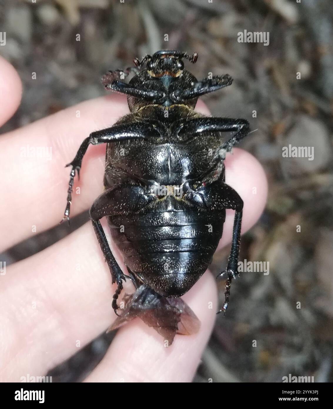 Typical Hermit Beetles (Osmoderma Stock Photo - Alamy