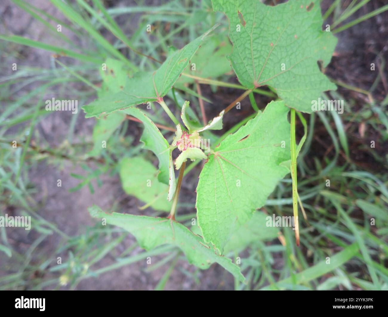 Chinese Bur (Triumfetta rhomboidea Stock Photo - Alamy