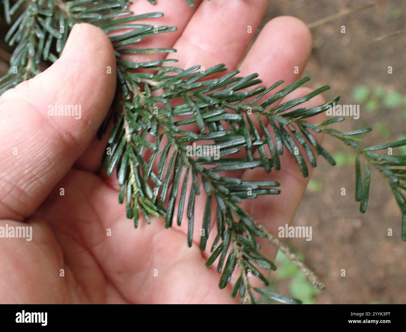 Pacific silver fir (Abies amabilis Stock Photo - Alamy