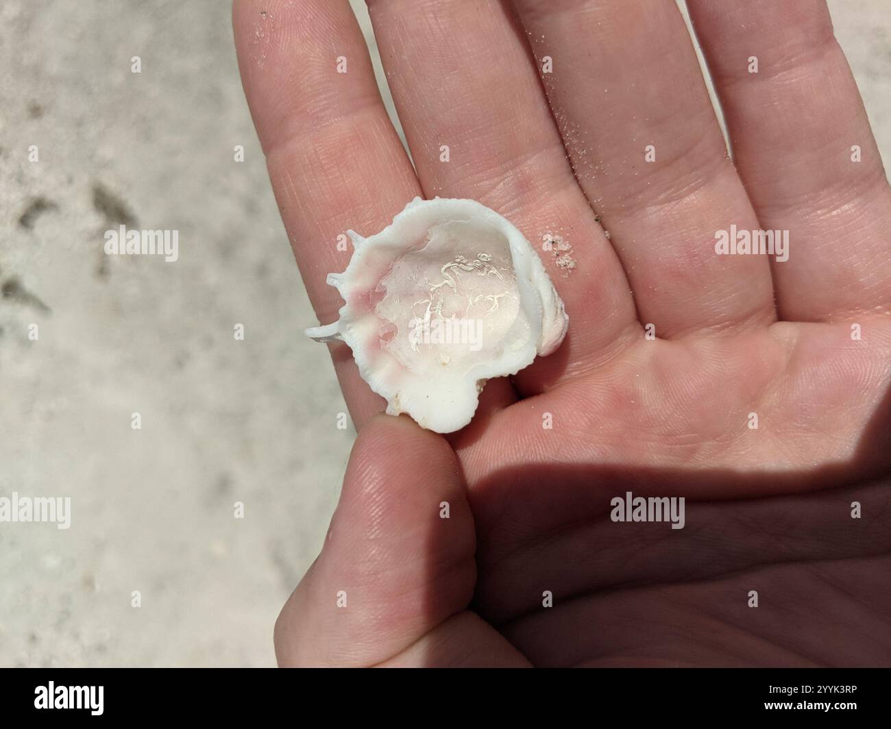 Spiny jewel box hi-res stock photography and images - Alamy