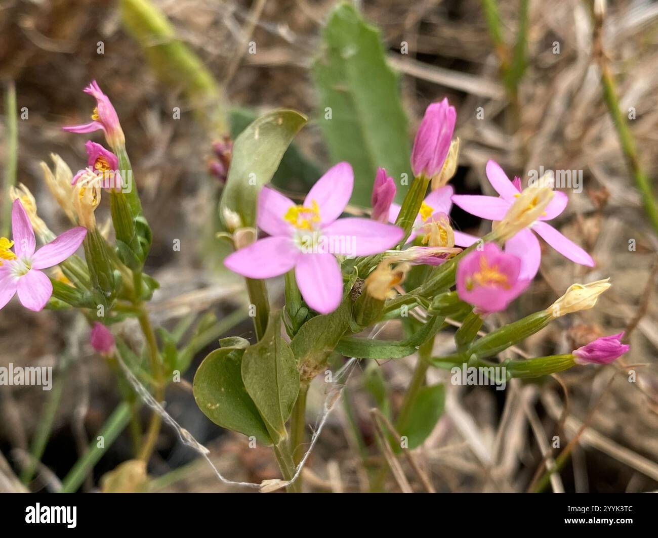 Lesser Centaury (Centaurium pulchellum Stock Photo - Alamy