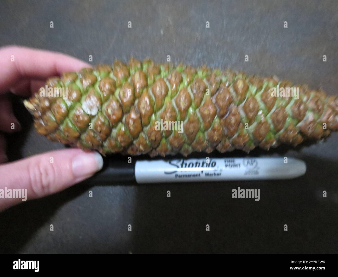 slash pine (Pinus elliottii Stock Photo - Alamy