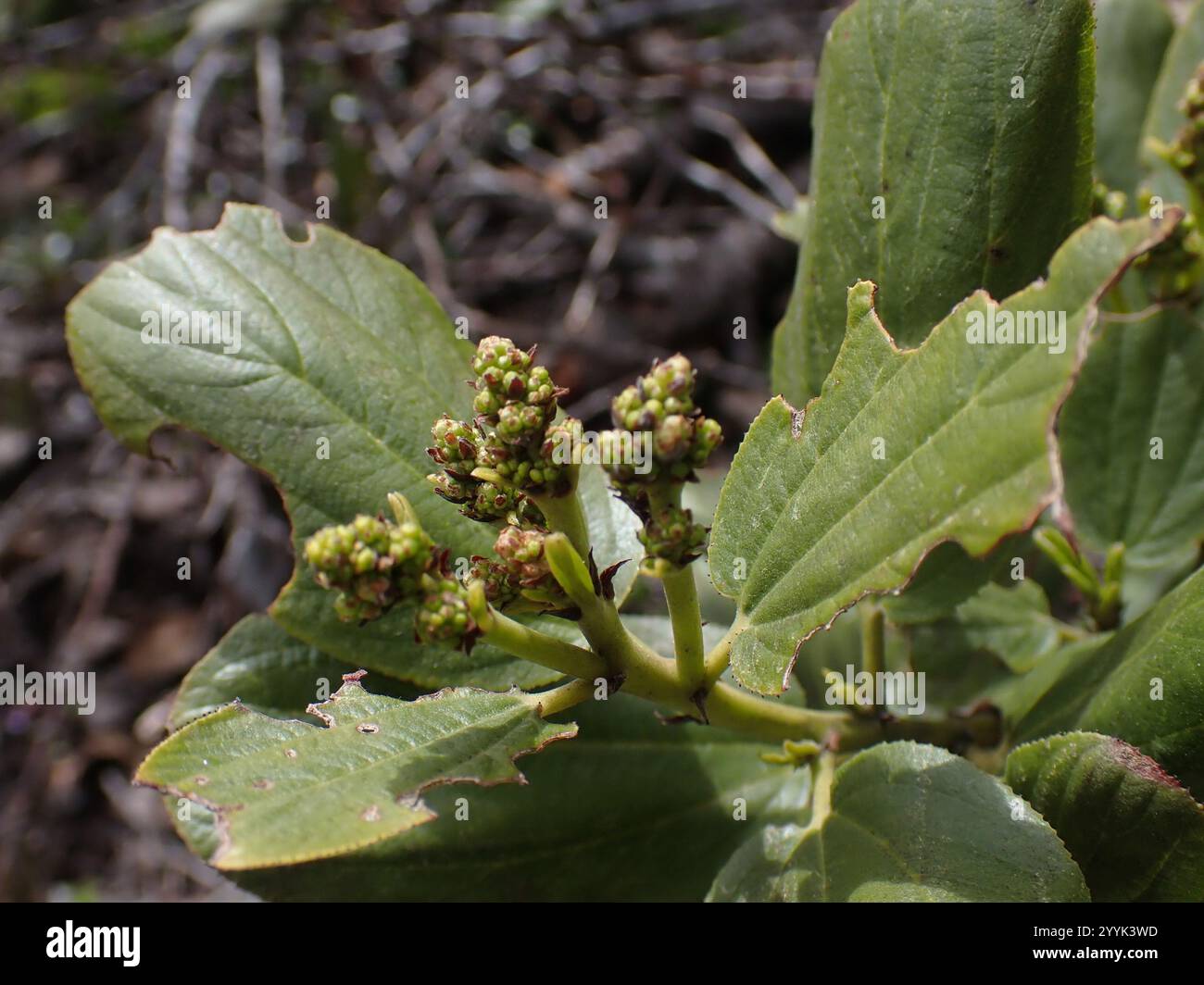 Snowbrush Ceanothus (Ceanothus velutinus Stock Photo - Alamy